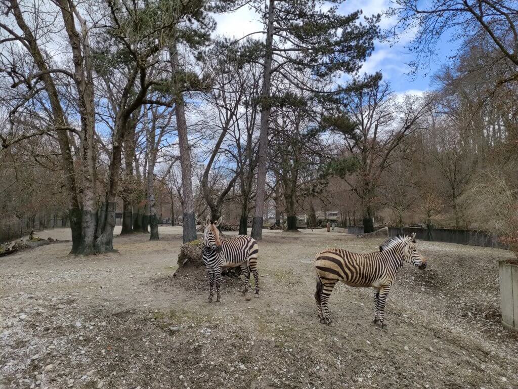 Alles Infos zum Besuch des Tierpark Hellabrunn